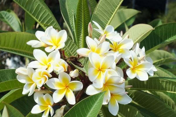 Flowers in Puja: Meaning, Types, Ritual Use, and Significance