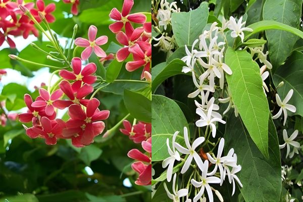 Flowers in Puja: Meaning, Types, Ritual Use, and Significance