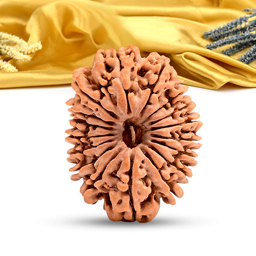 How to Grow Rudraksha Tree at Home – Planting, Care, Benefits & Vastu Tips